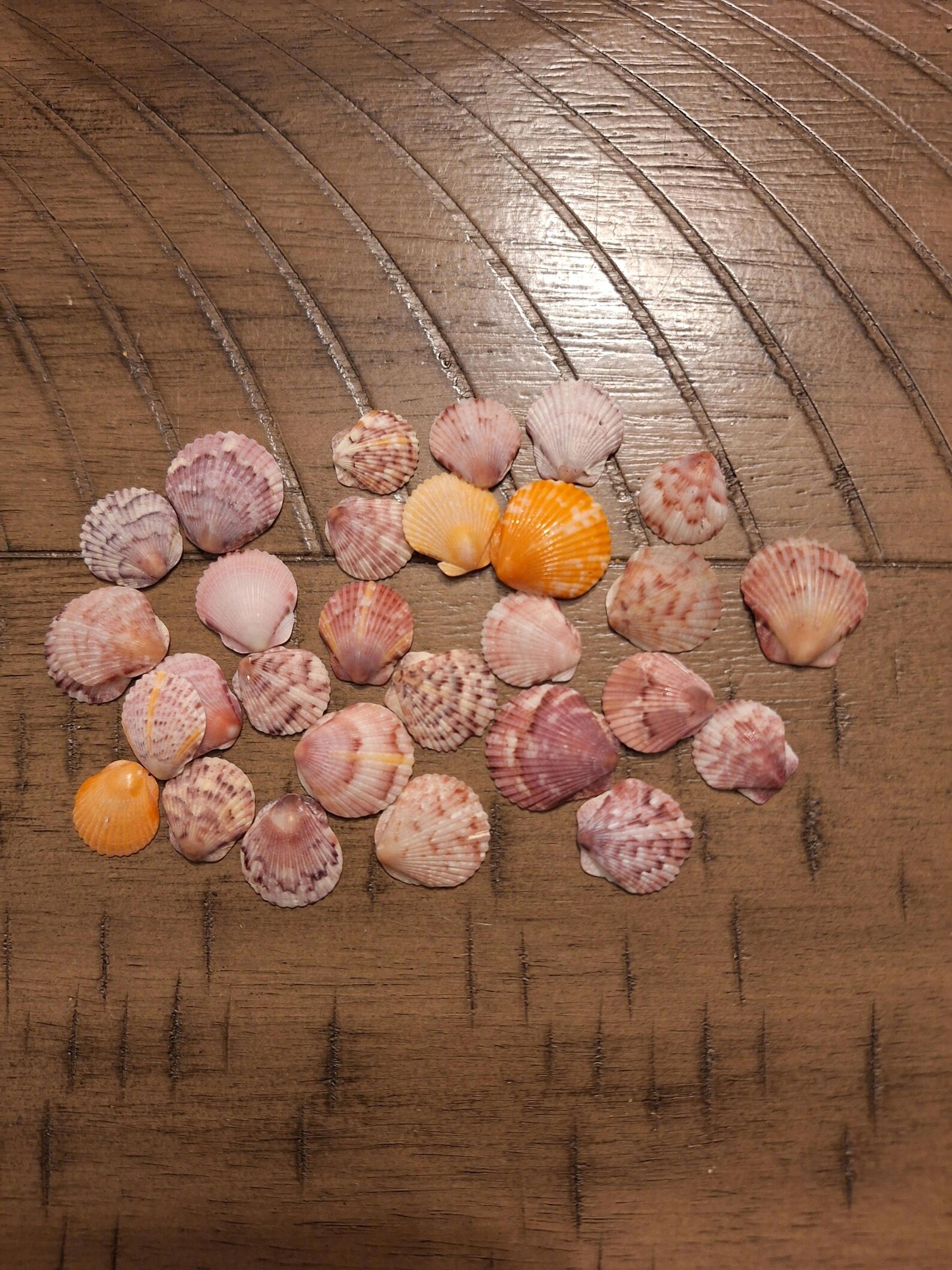 Shells Calico Scallops X-small / Seashells - Etsy