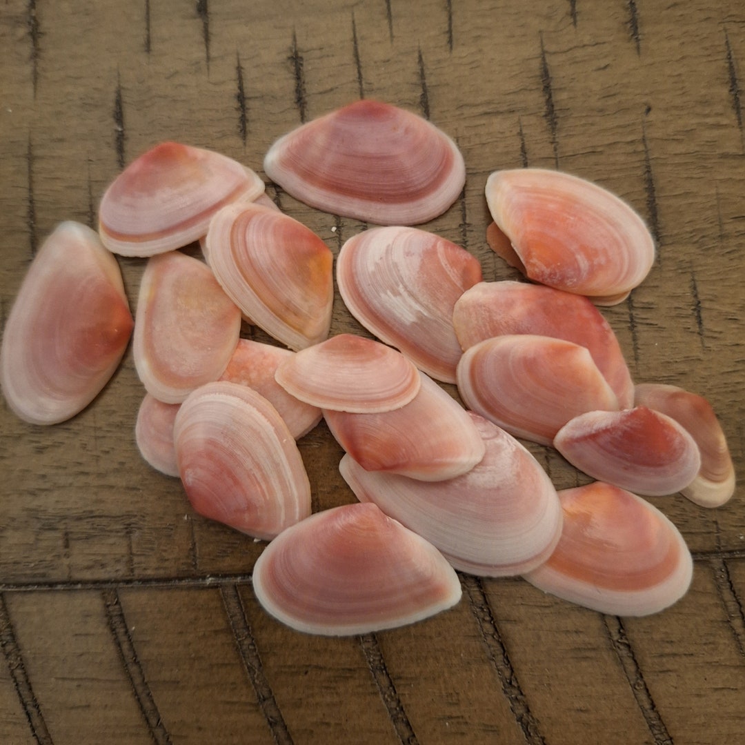 6 Rose Petal Tellin Shells - Etsy