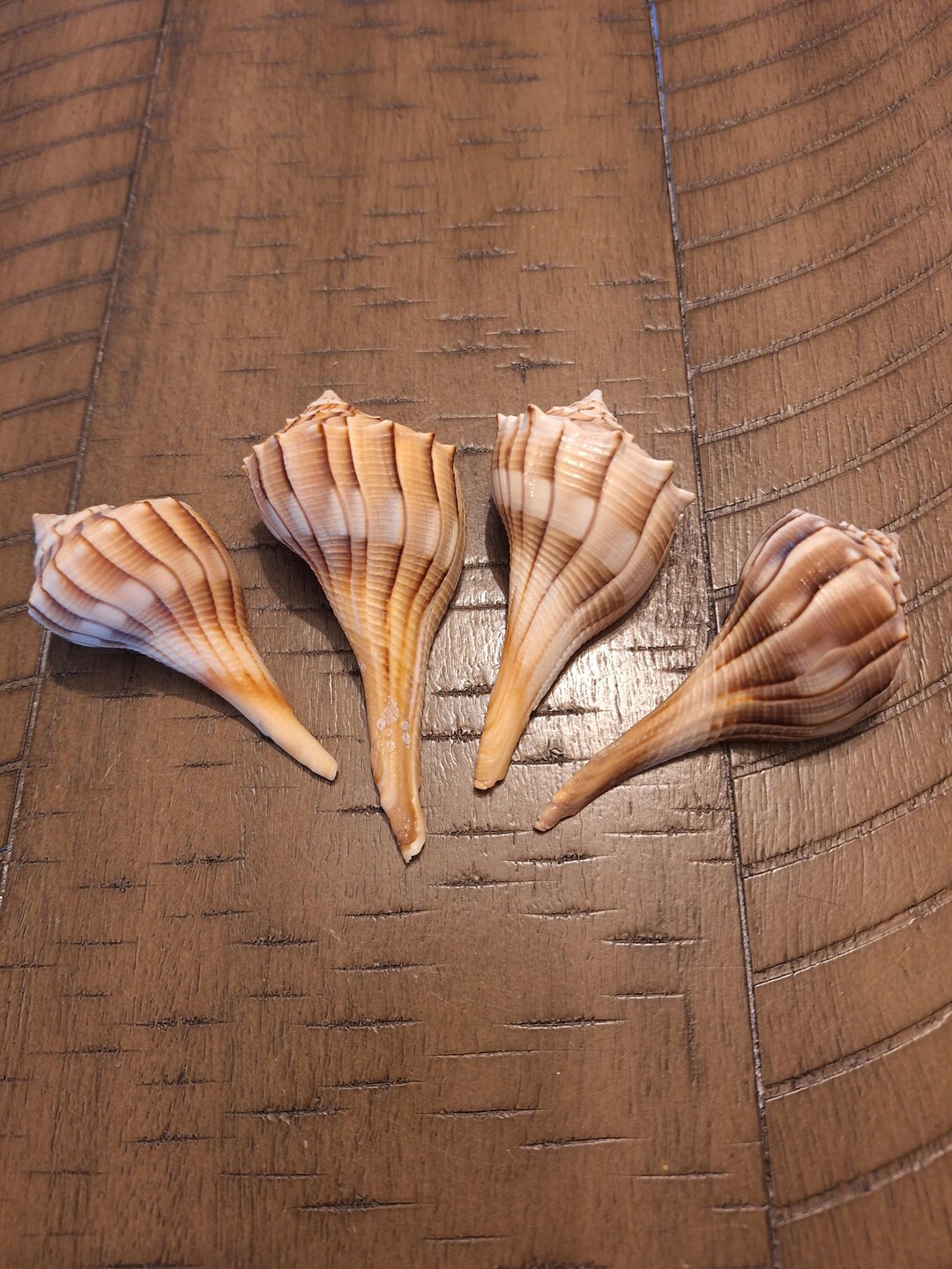 4 Medium Lightning Whelk Shells - Etsy