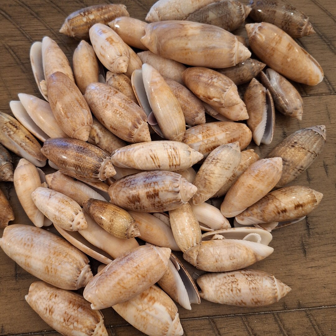 25 Lettered Olive Shells / Seashells - Etsy