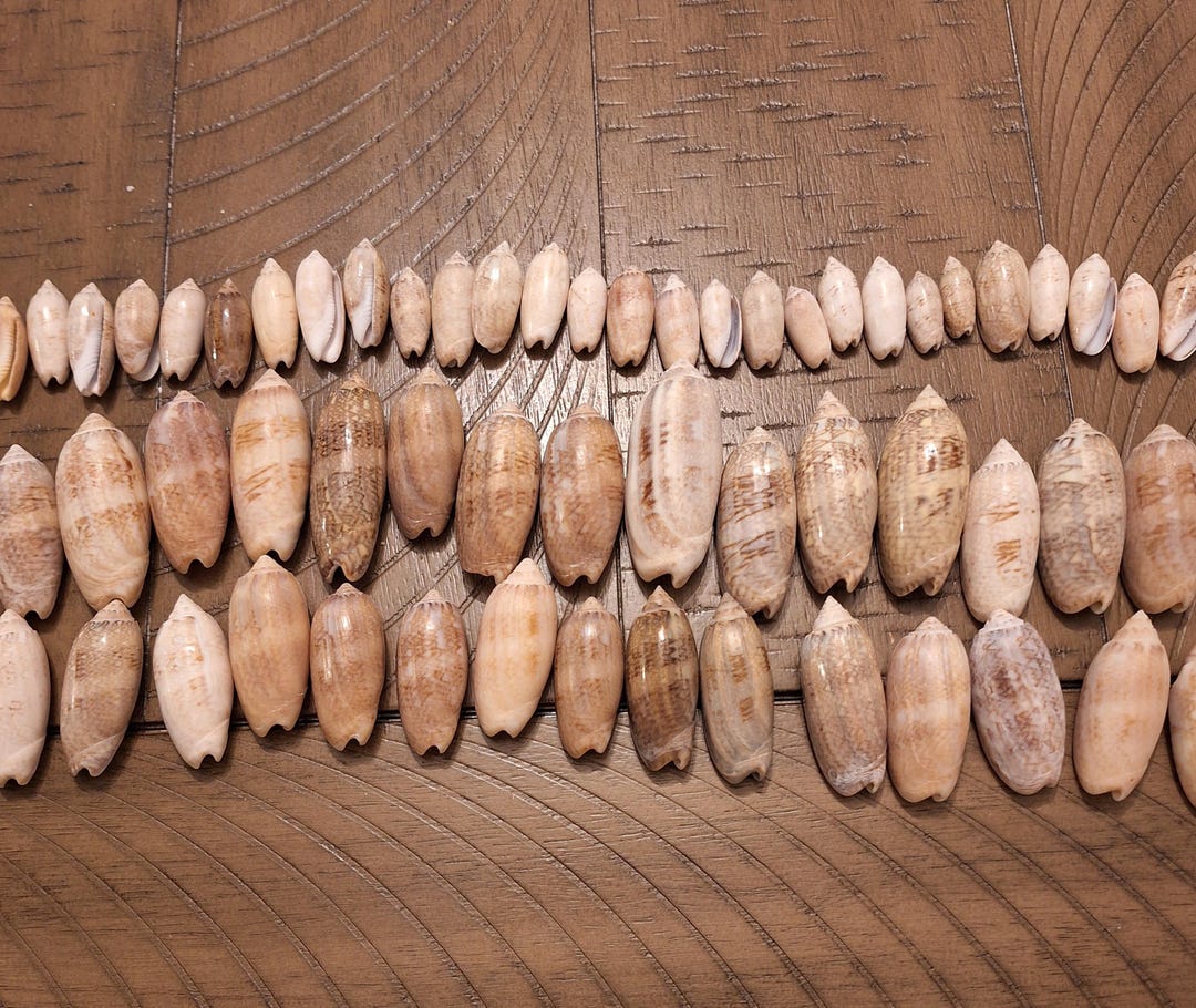 20 Lettered Olive Shells / Seashells - Etsy