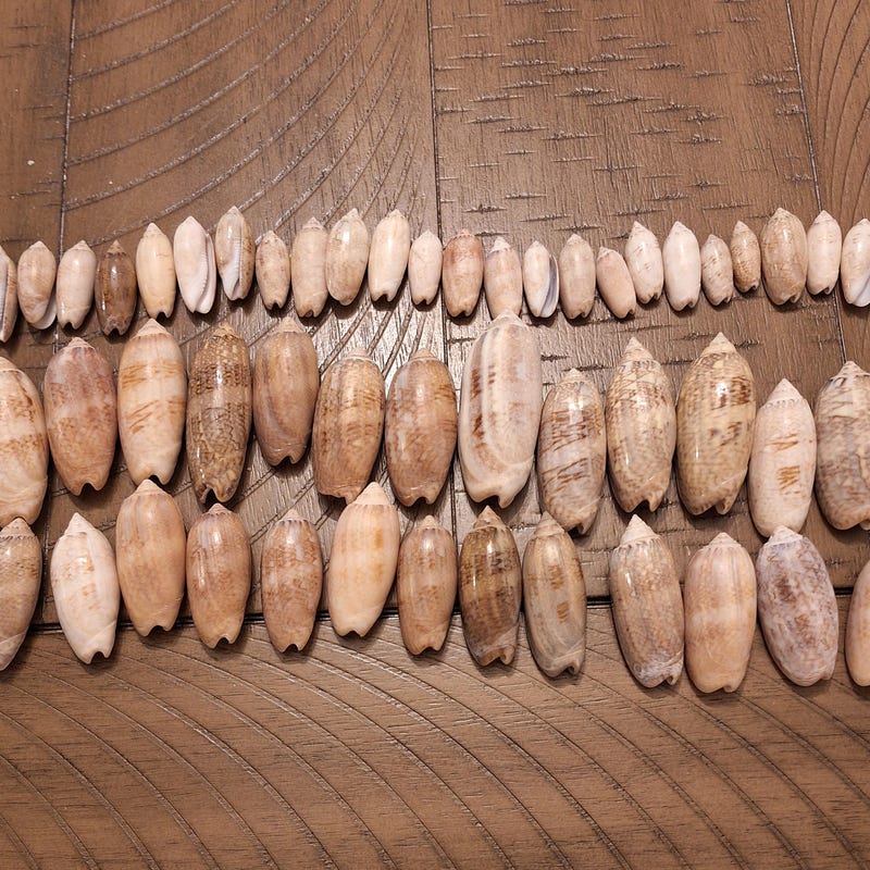 Shell Art - Etsy