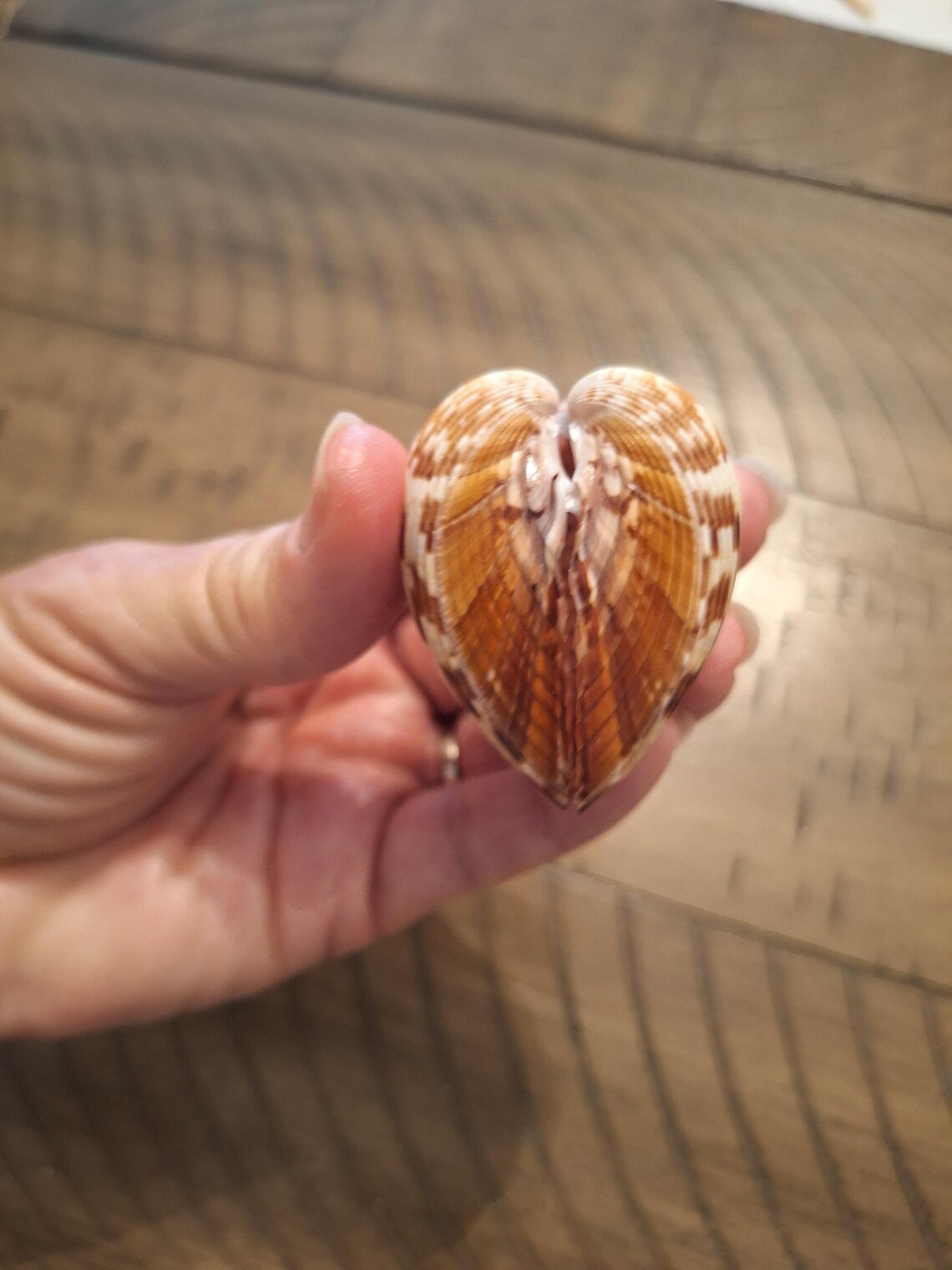 Small Unhinged Atlantic Giant Heart Cockle Shell Set / Seashells - Etsy