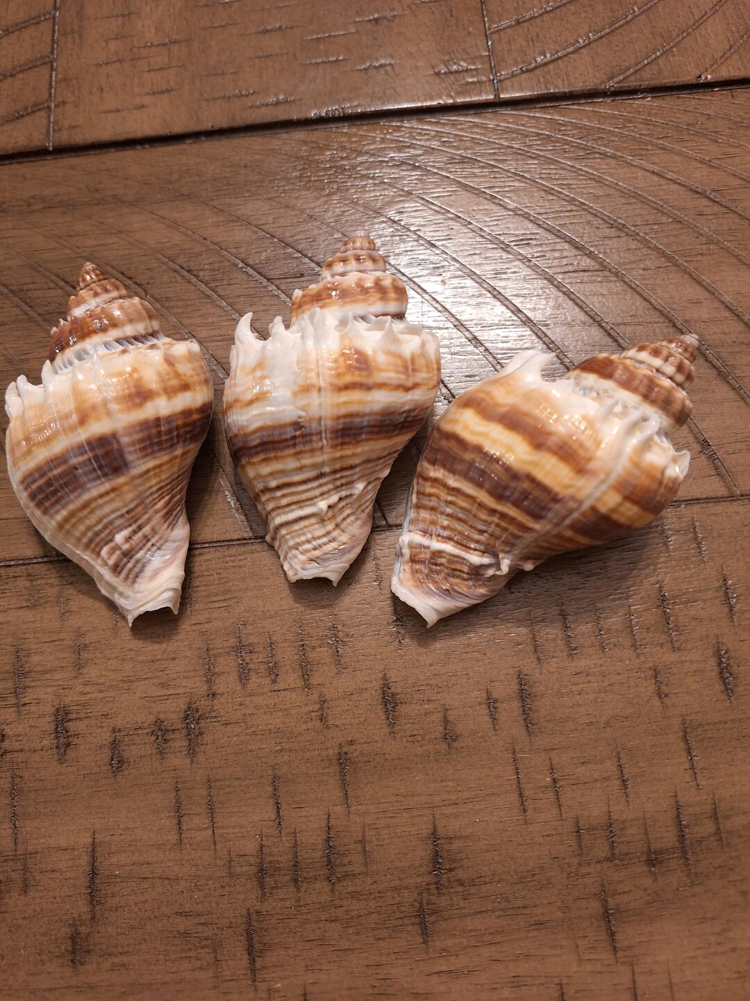 Large King Crown Conch Shell / Seashells - Etsy