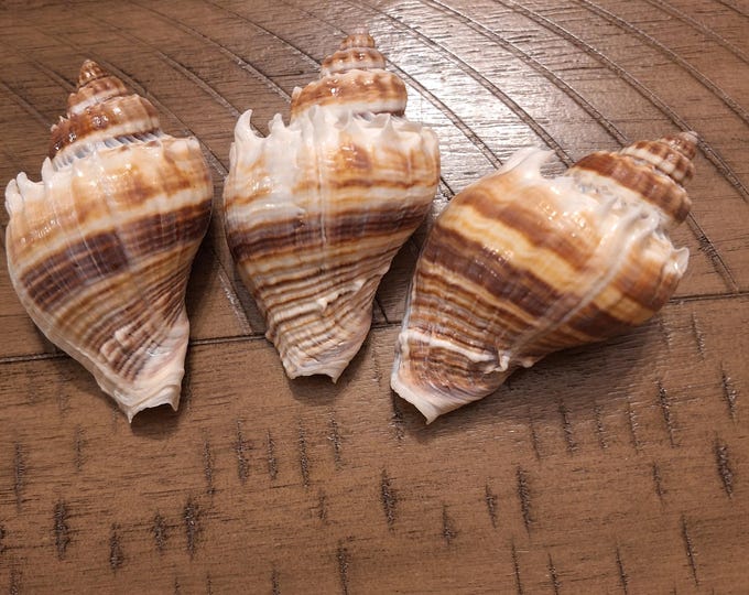 Large King Crown Conch Shell / Seashells - Etsy