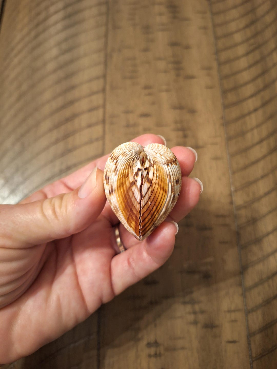 Small Hinged Atlantic Giant Heart Cockle Shell Set / Seashells - Etsy