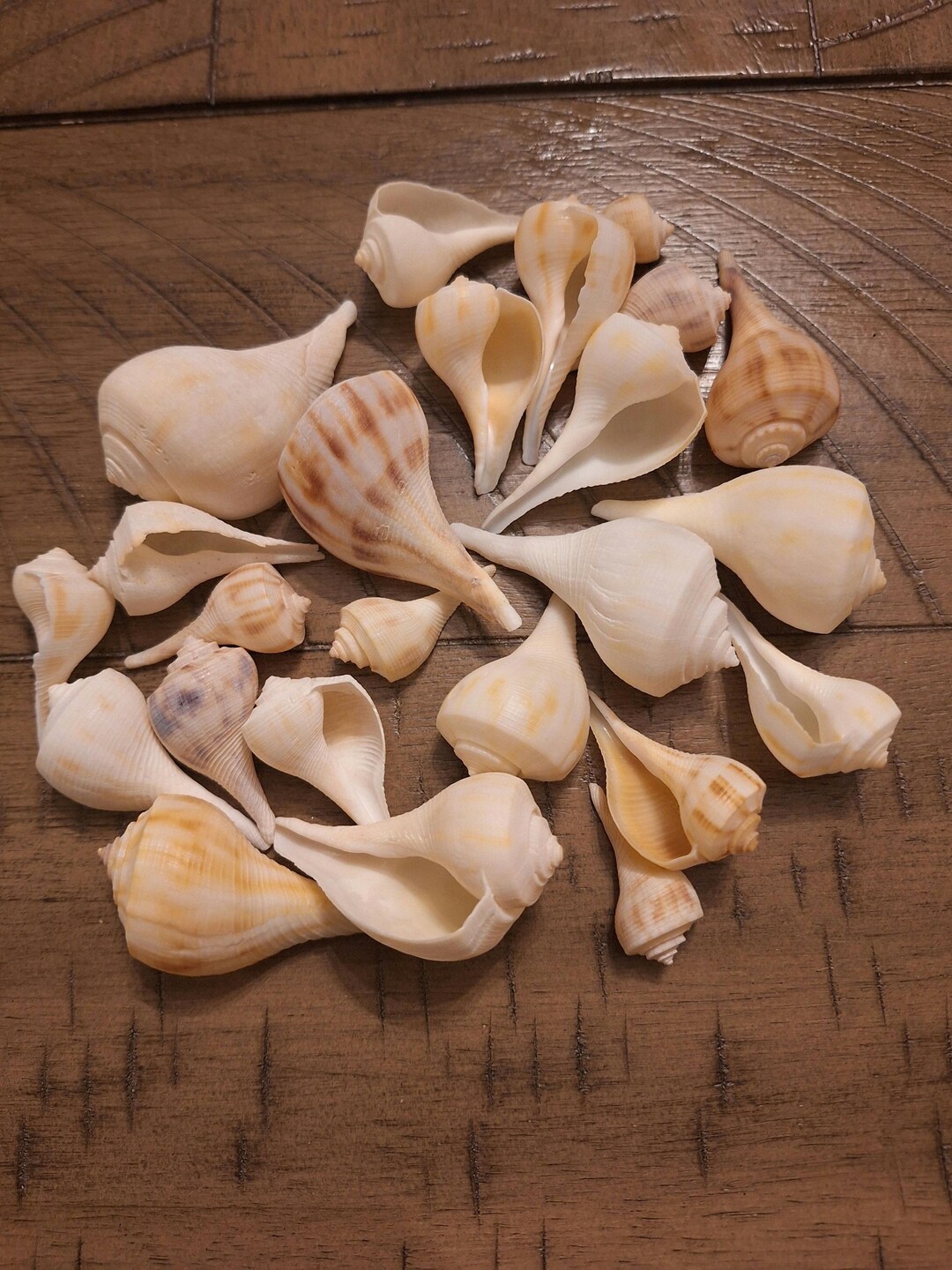 10 Small Pear Whelk Shells / Seashells - Etsy