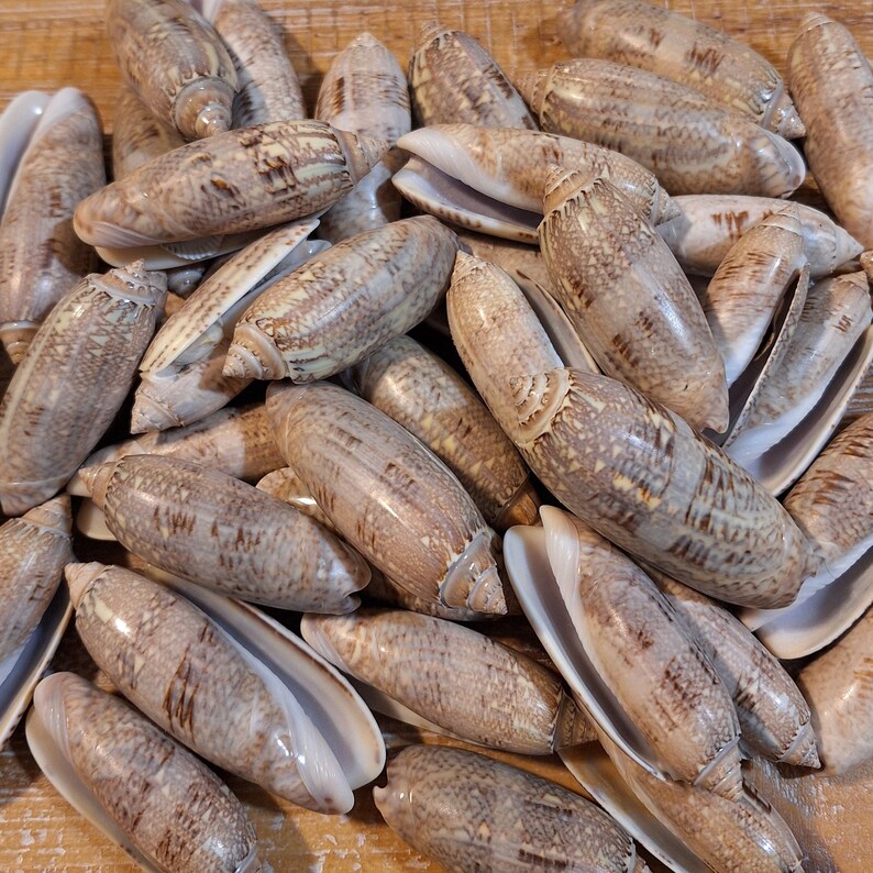 50 Large Lettered Olive Shells / Seashells - Etsy