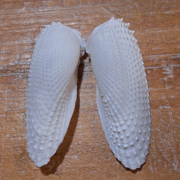 Angel Wing Shell - Etsy