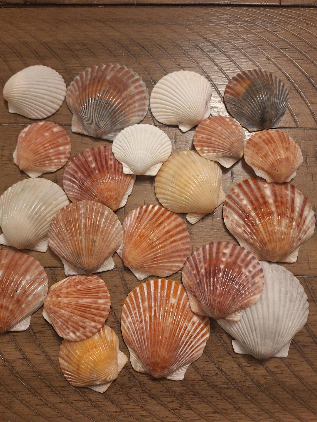 15 XL Scallop Shells / Seashells - Etsy