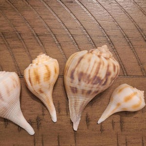 Set of 4 Pear Whelk Shells / Seashells - Etsy