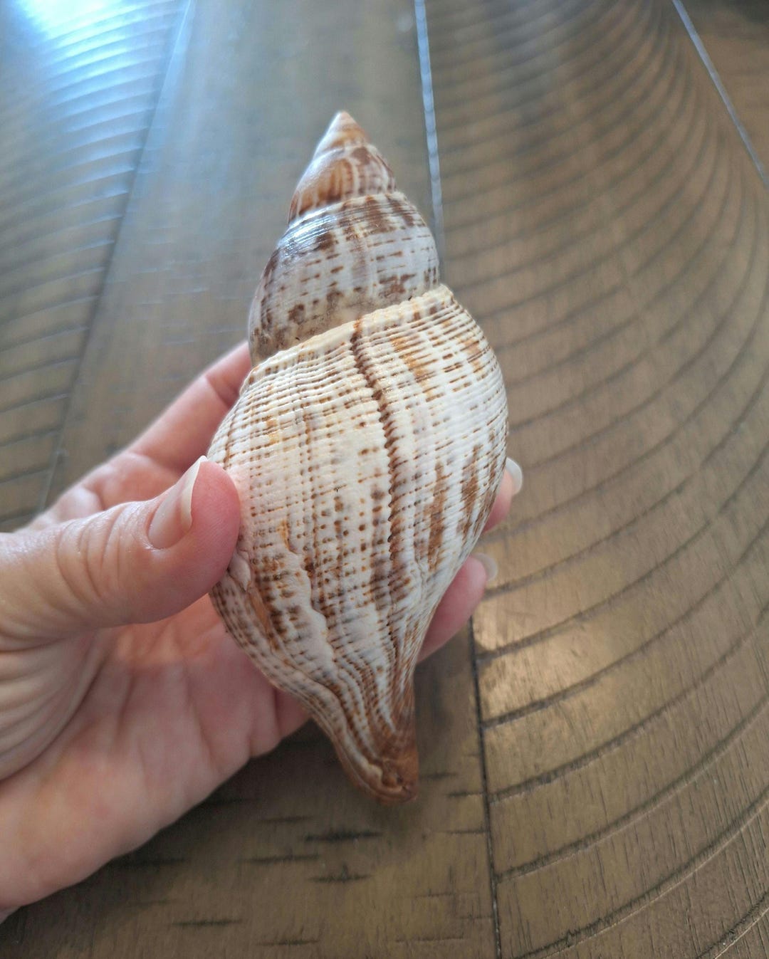 Large True Tulip Shells - Etsy