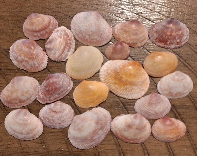 20 Paper Cockle Shells / Seashells - Etsy