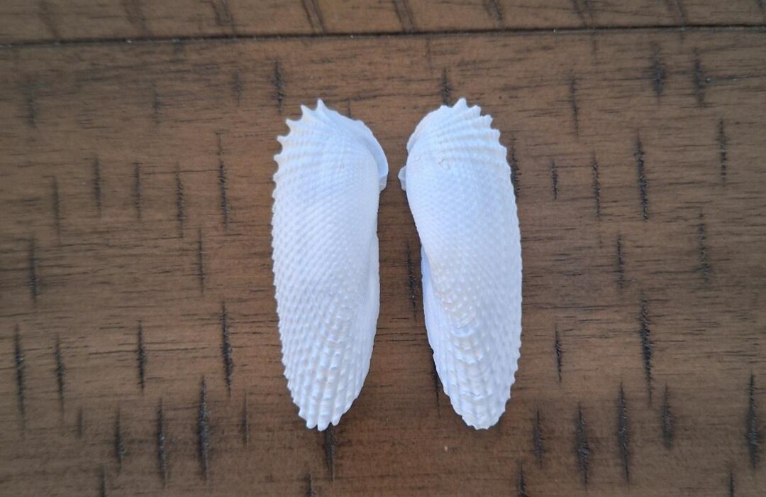 Medium Angel Wing Shell Pair / Seashells - Etsy