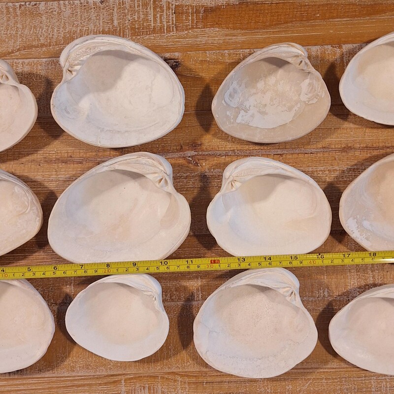 Quahog Shell - Etsy