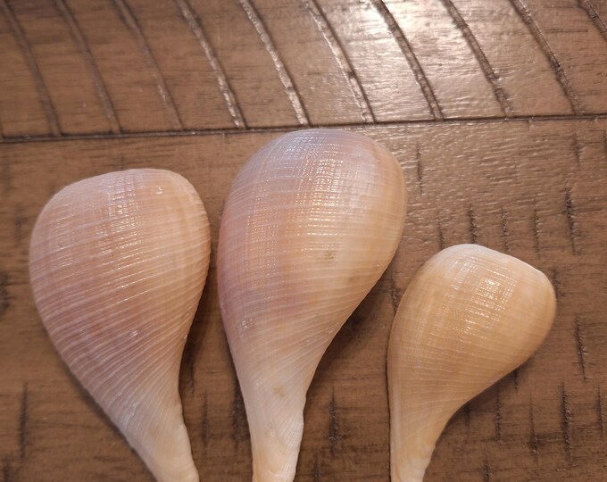 Set of 3 Paper Fig Shells / Seashells - Etsy