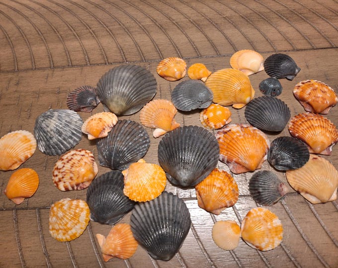 10 Halloween Decor Scallop Shells / Seashells - Etsy