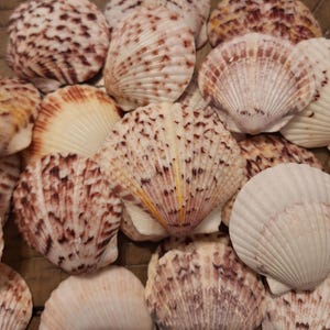 25 Extra Large Calico Scallop Shells / XL Seashells / Bulk / Crafts - Etsy