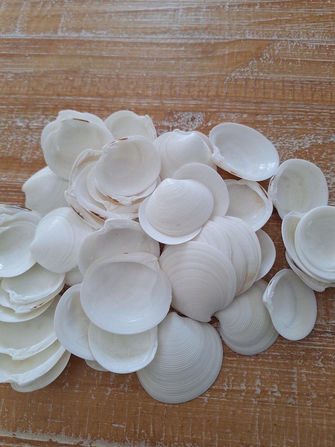 20 Disk Dosinia Shells / Seashells - Etsy