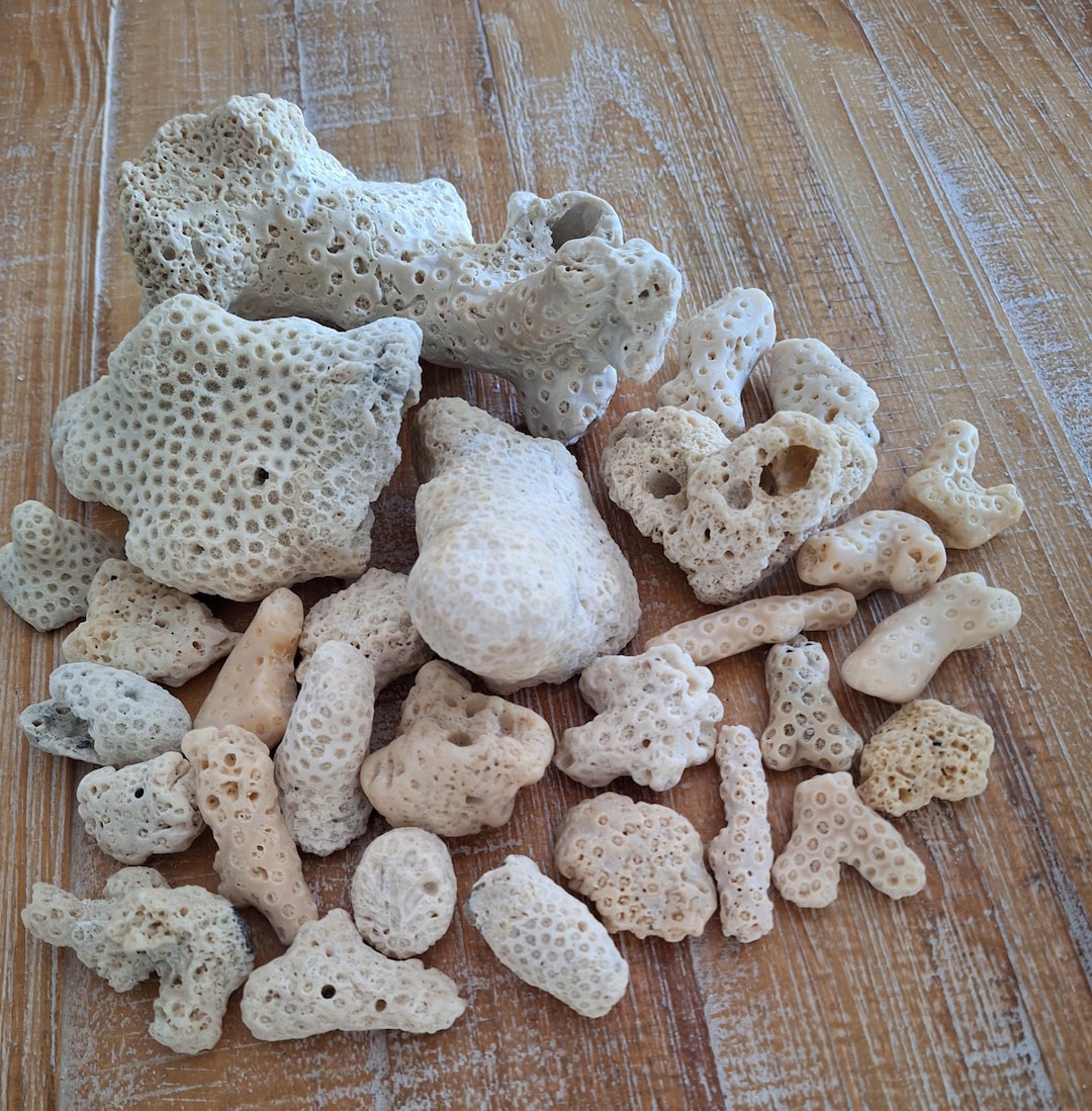 30 Coral Pieces/ Bulk / Crafts - Etsy