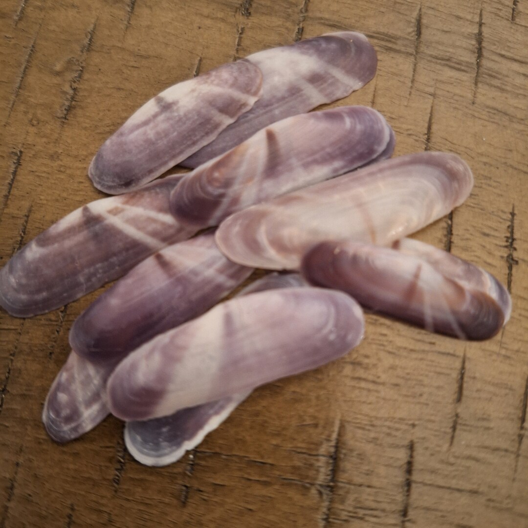 10 Purplish Tagelus Shells / Seashells - Etsy