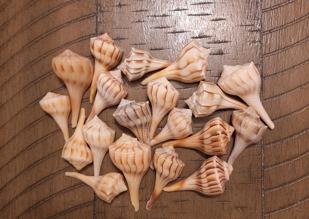 10 Small Lightning Whelk Shells - Etsy