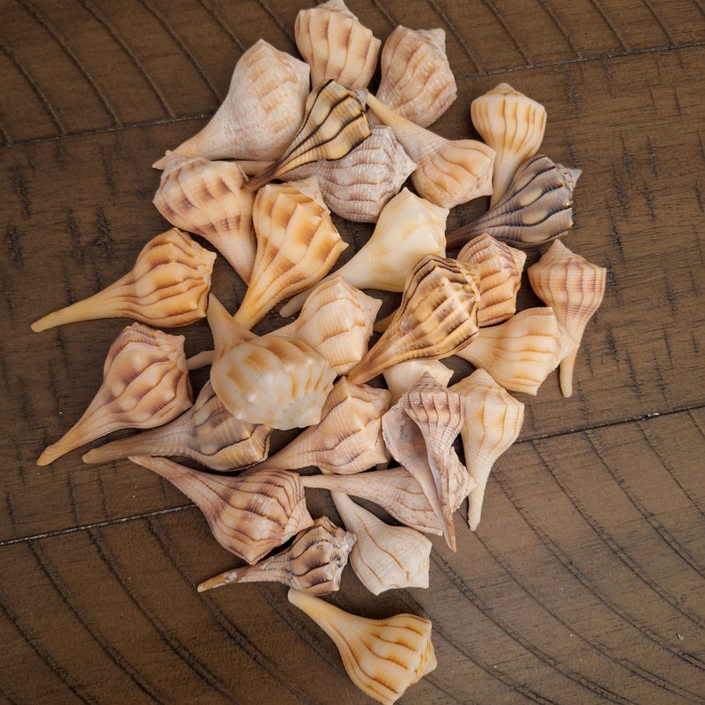 10 Lightning Whelk Shells / Seashells - Etsy