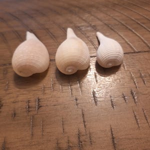 Set of 3 Paper Fig Shells / Seashells - Etsy