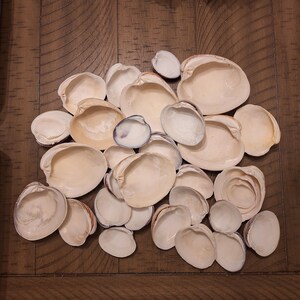 25 Clam Shells / Quahog Clam Seashells/ Bulk / Crafts - Etsy
