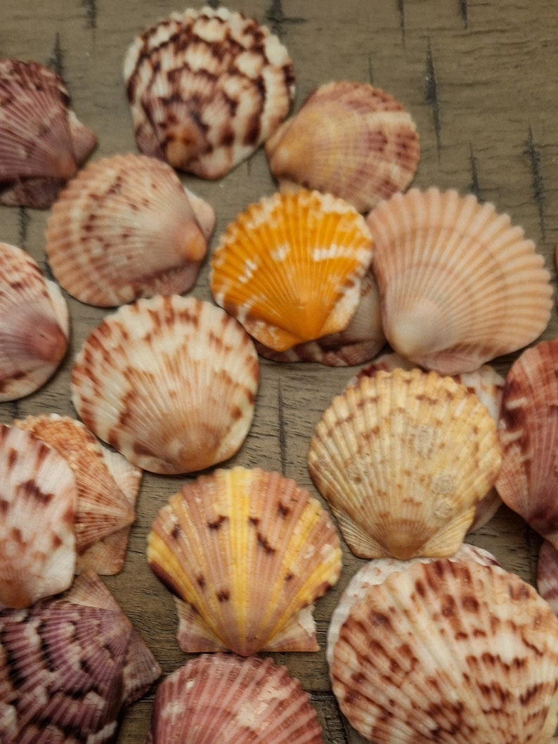Shells Calico Scallops Small / Seashells - Etsy