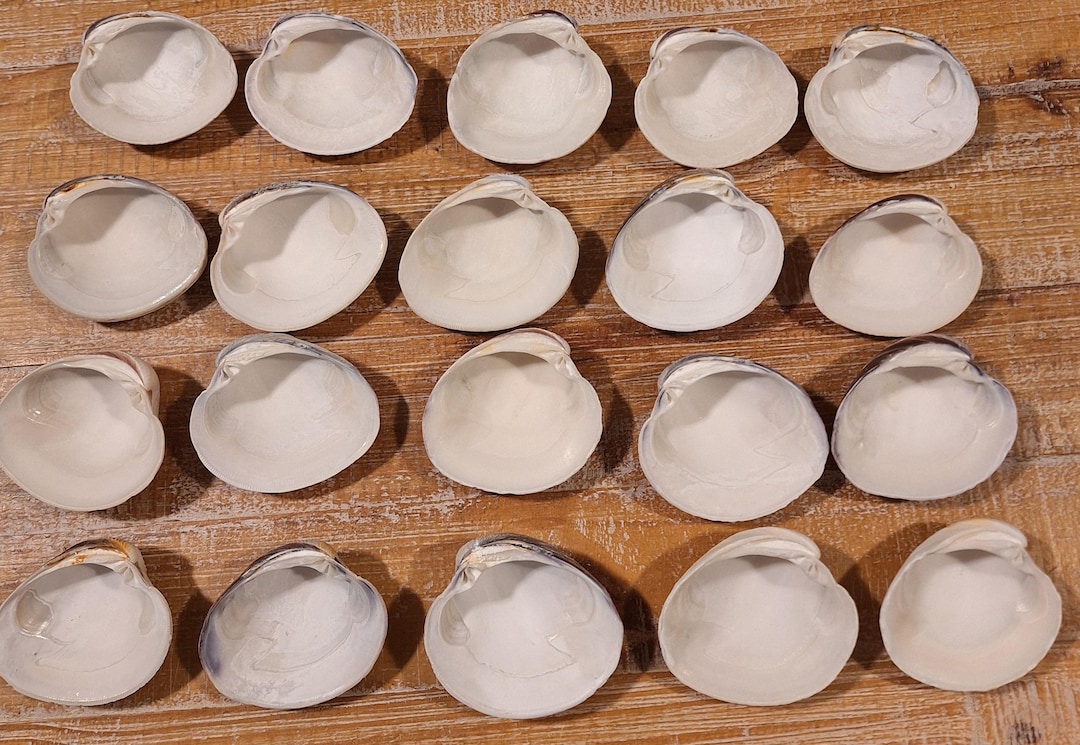 20 Medium Quahog Clam Shells / Seashells for Decoupage - Etsy
