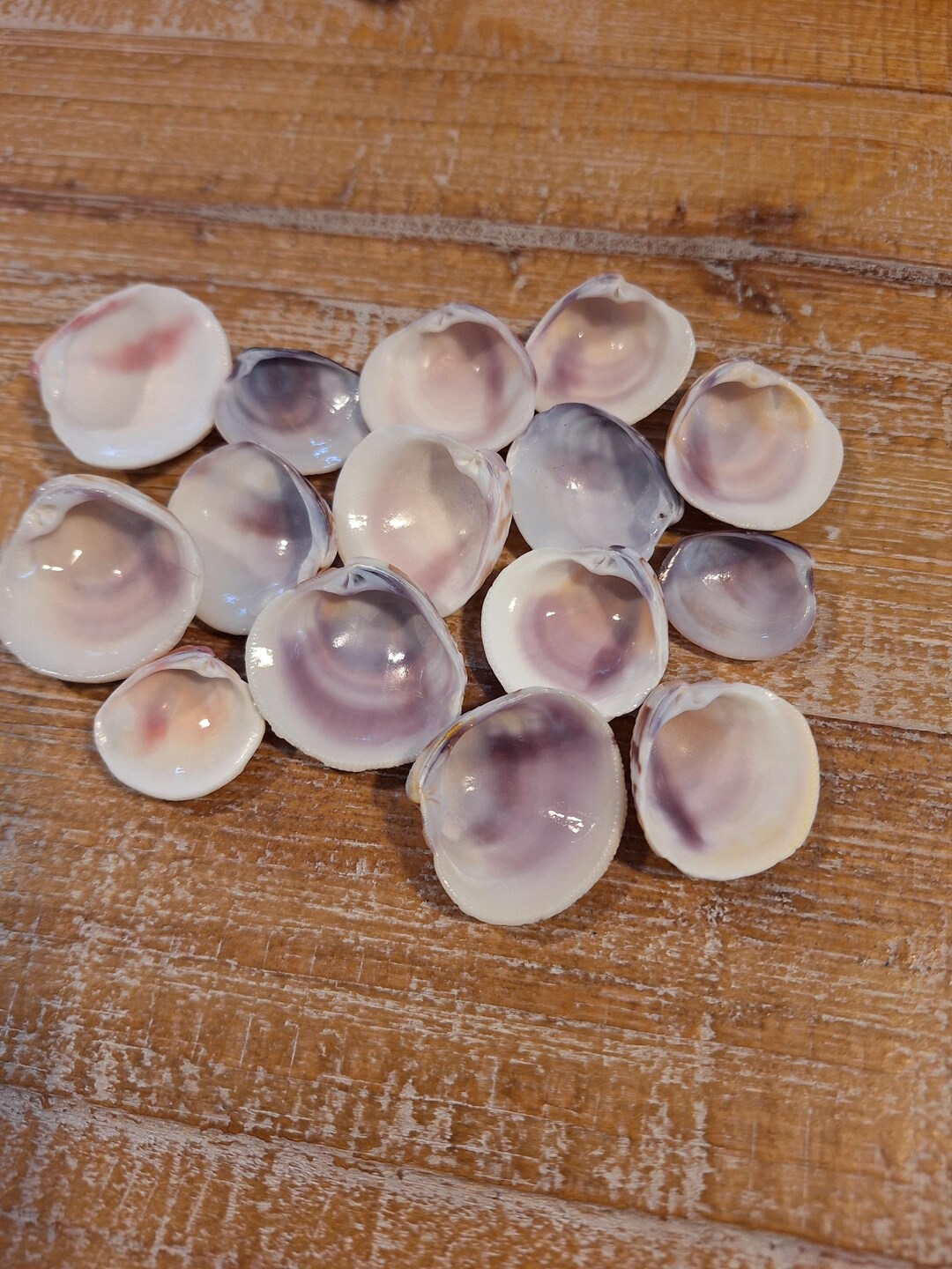 12 Small Purple Tinged Quahog Shells / Seashells - Etsy