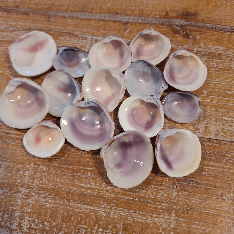 Quahog Shell - Etsy