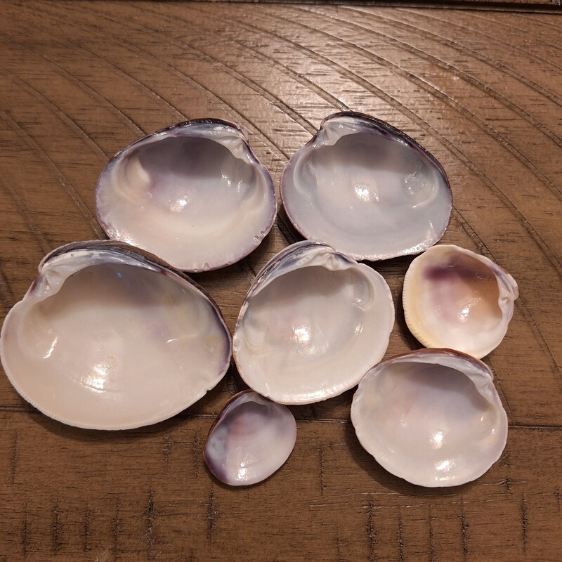 Quahog Shell - Etsy