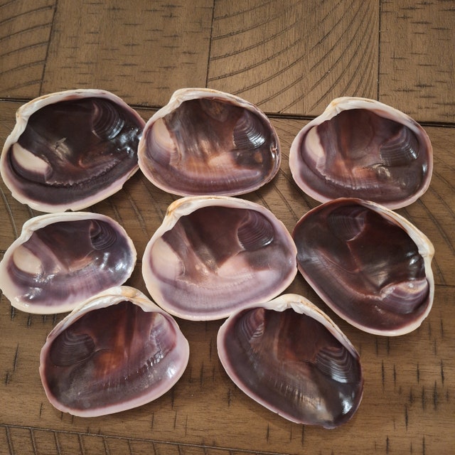 SWFShellsByTheShore - Etsy