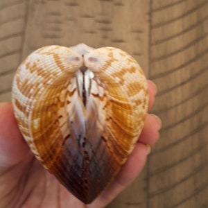 Unhinged Atlantic Giant Heart Cockle Shell Set / Seashells - Etsy