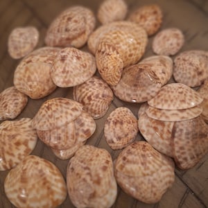 25 Calico Clam Shells / Seashells - Etsy