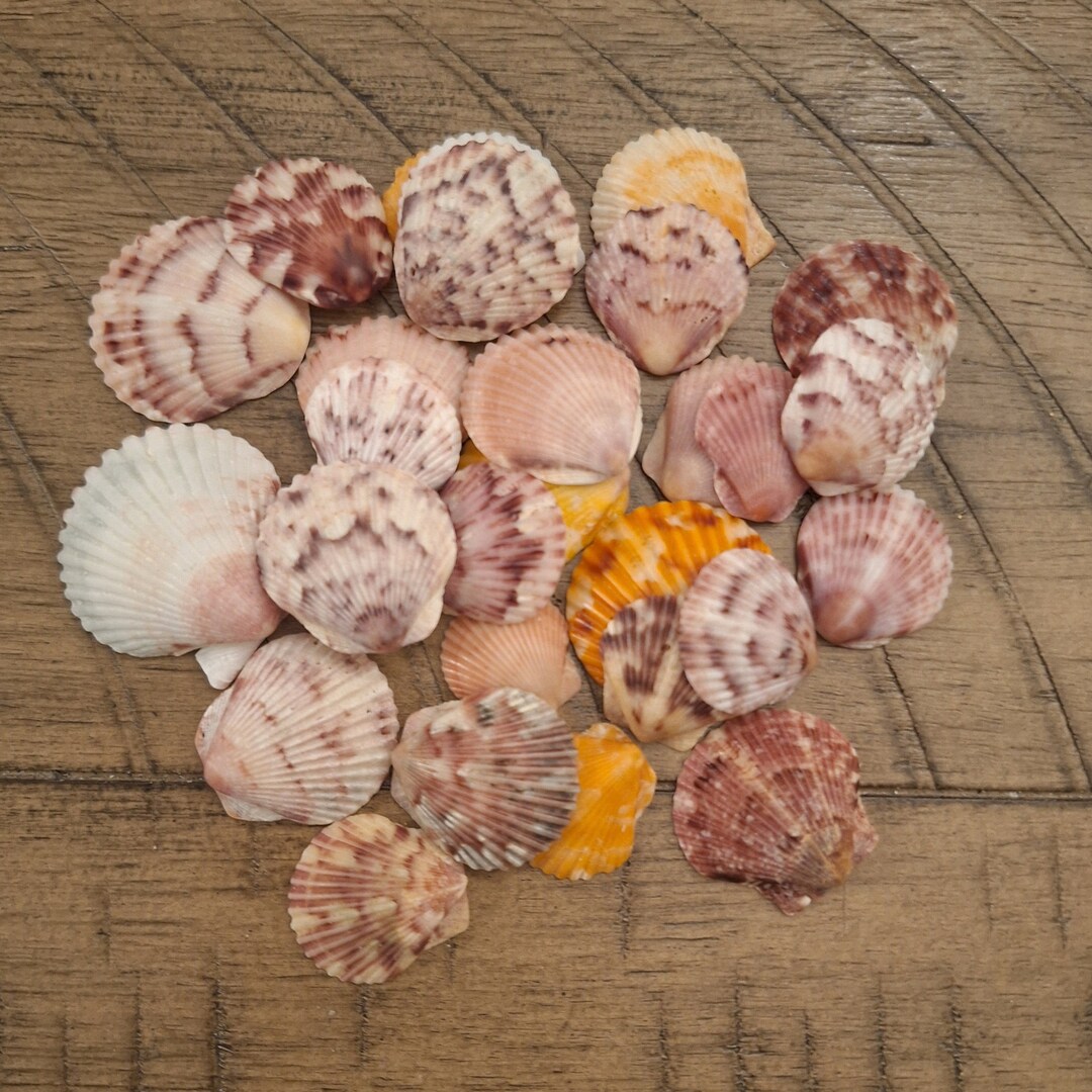 Shells Calico Scallops X-small / Seashells - Etsy
