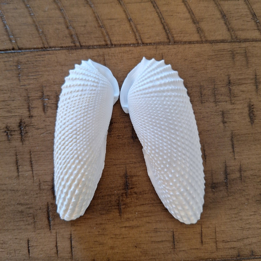 3.25 Angel Wing Shell Pair / Seashells - Etsy
