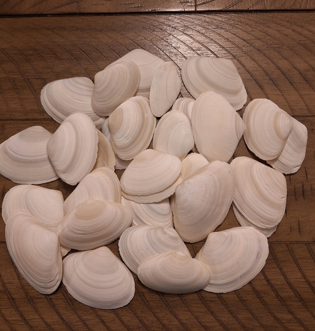 20 Surf Clam Shells / Seashells - Etsy