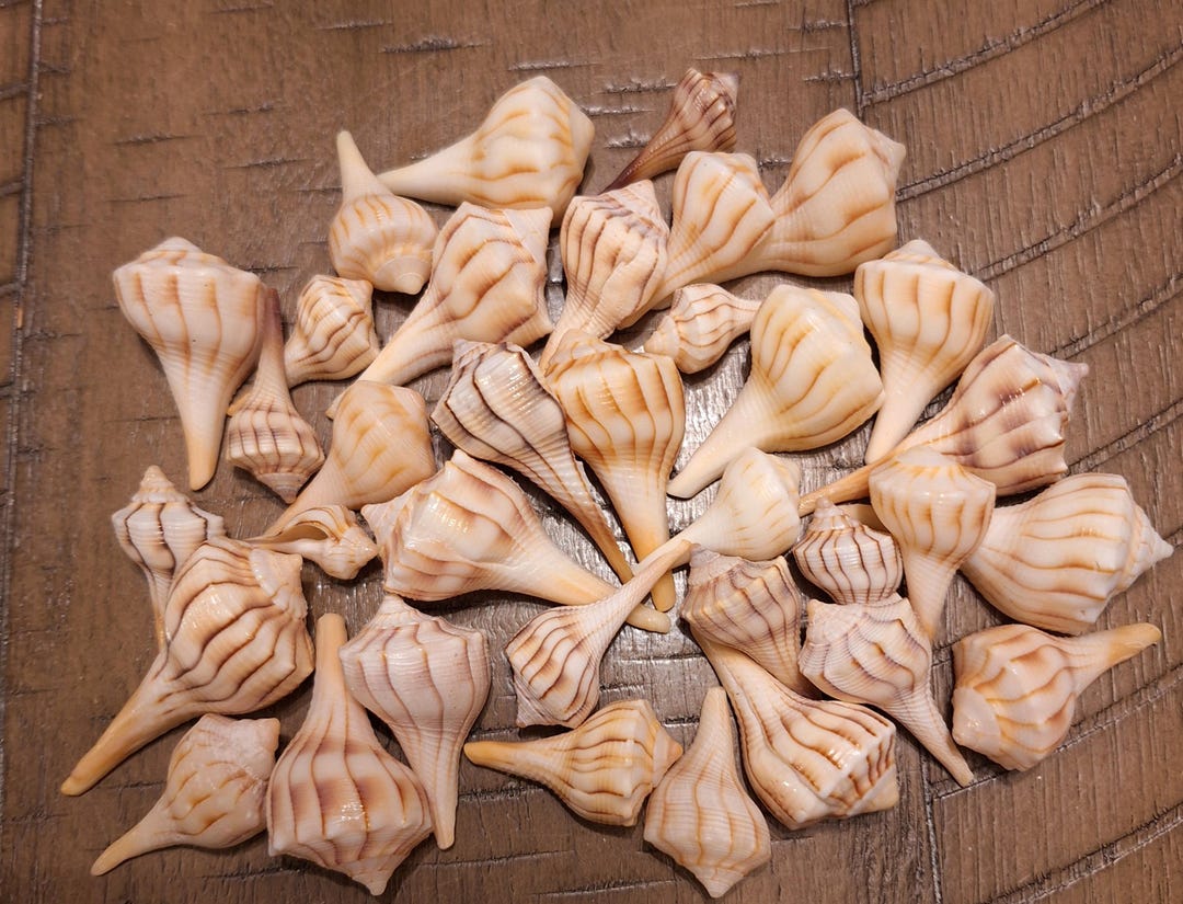 20 Extra Small Lightning Whelk Shells - Etsy