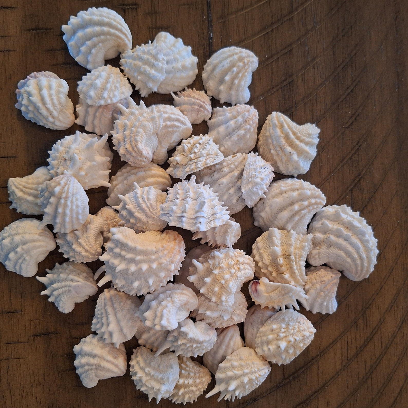 20 Spiny Jewelboxes Shells / Seashells - Etsy