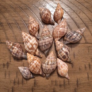 10 Banded Tulip Shells / Seashells - Etsy