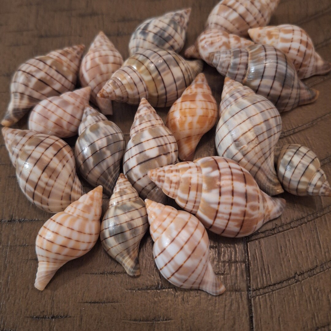 6 Banded Tulip Shells / Seashells - Etsy