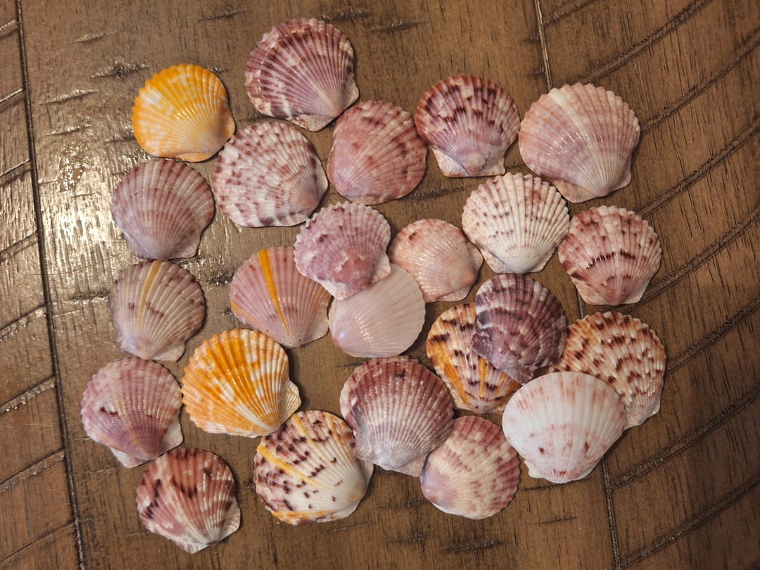 Shells Calico Scallops Small / Seashells - Etsy