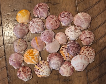 25 Calico Clam Shells / Seashells - Etsy