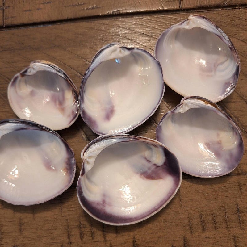 Quahog Shell - Etsy