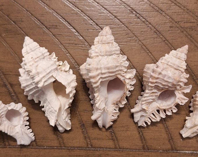 20 Turkey Wing Zig Zag Ark Shells / Seashells - Etsy