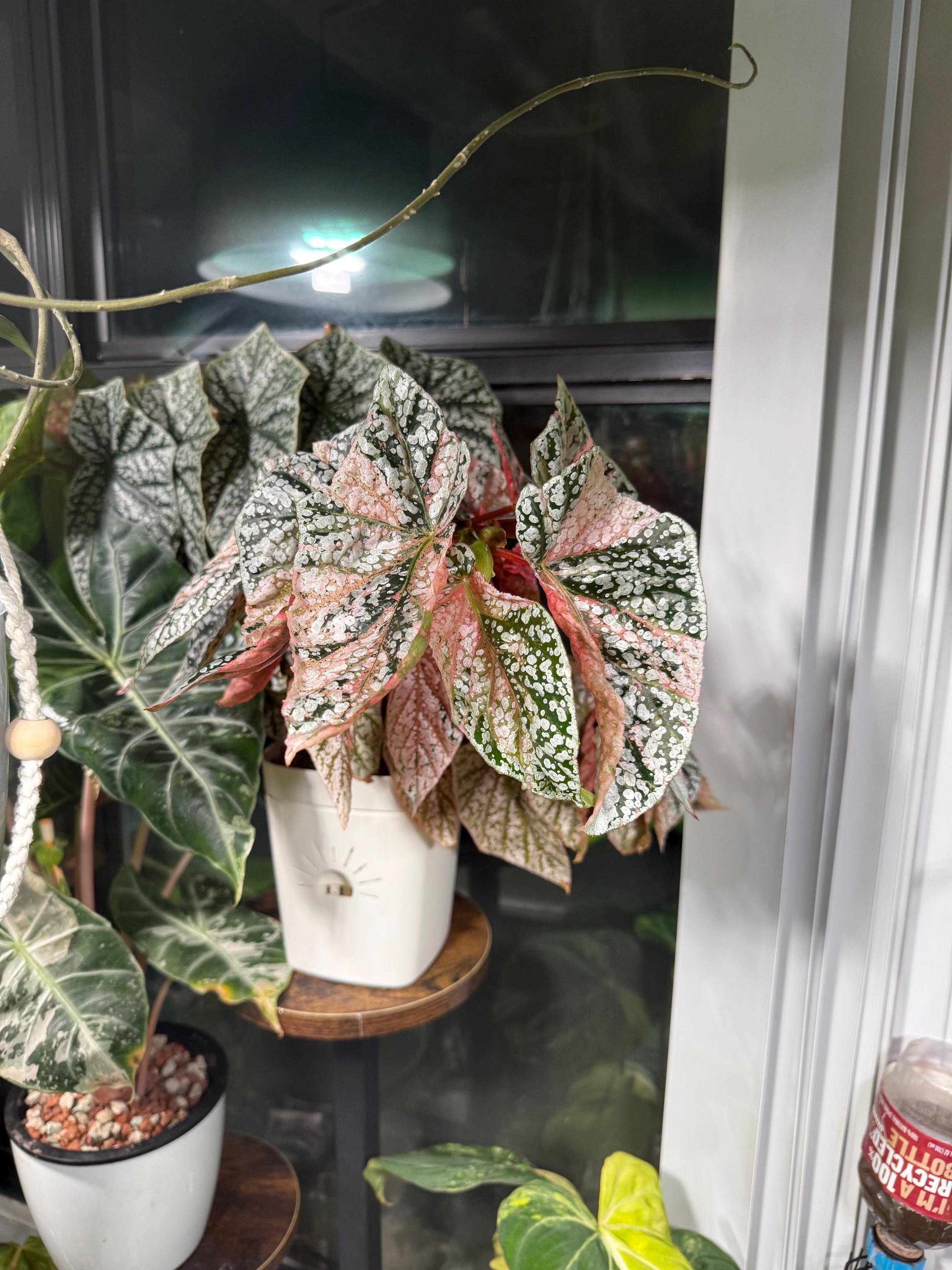Fully Rooted Variegated Begonia Snow Capped Pinky - Etsy