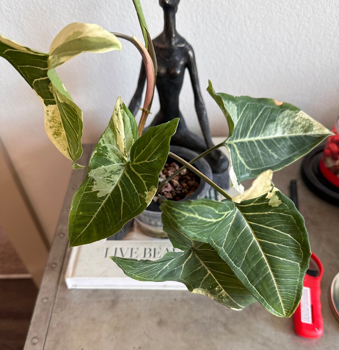 Syngonium Batik Albo Variegata - Etsy